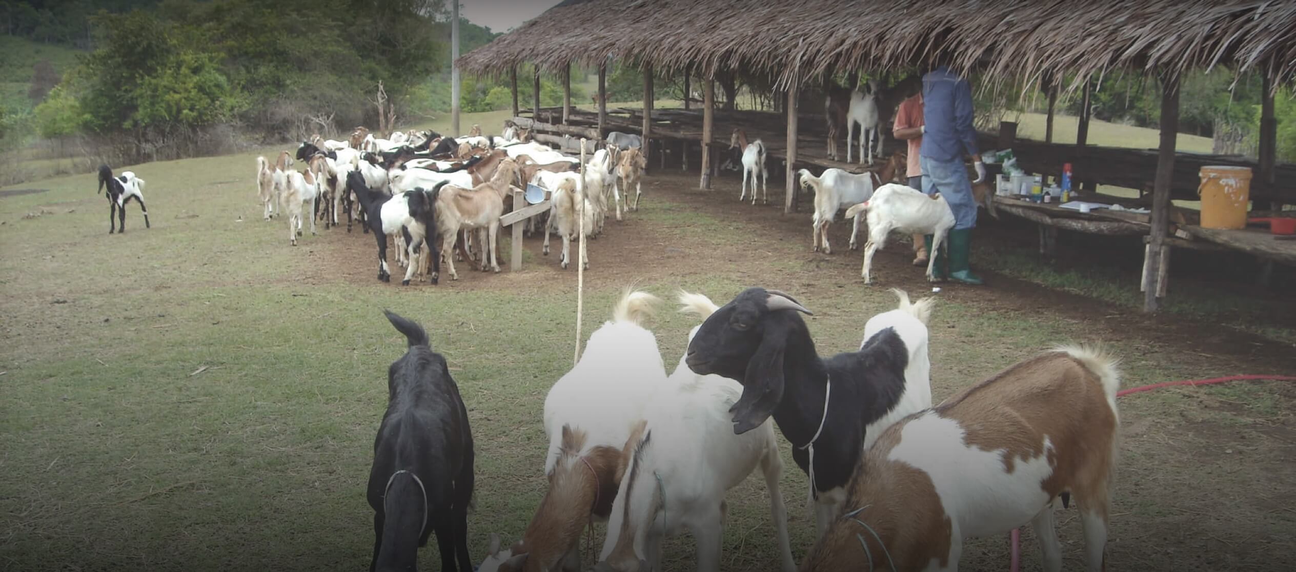 Sustainable Alternative Livelihood Development in Aceh – Mae Fah Luang ...